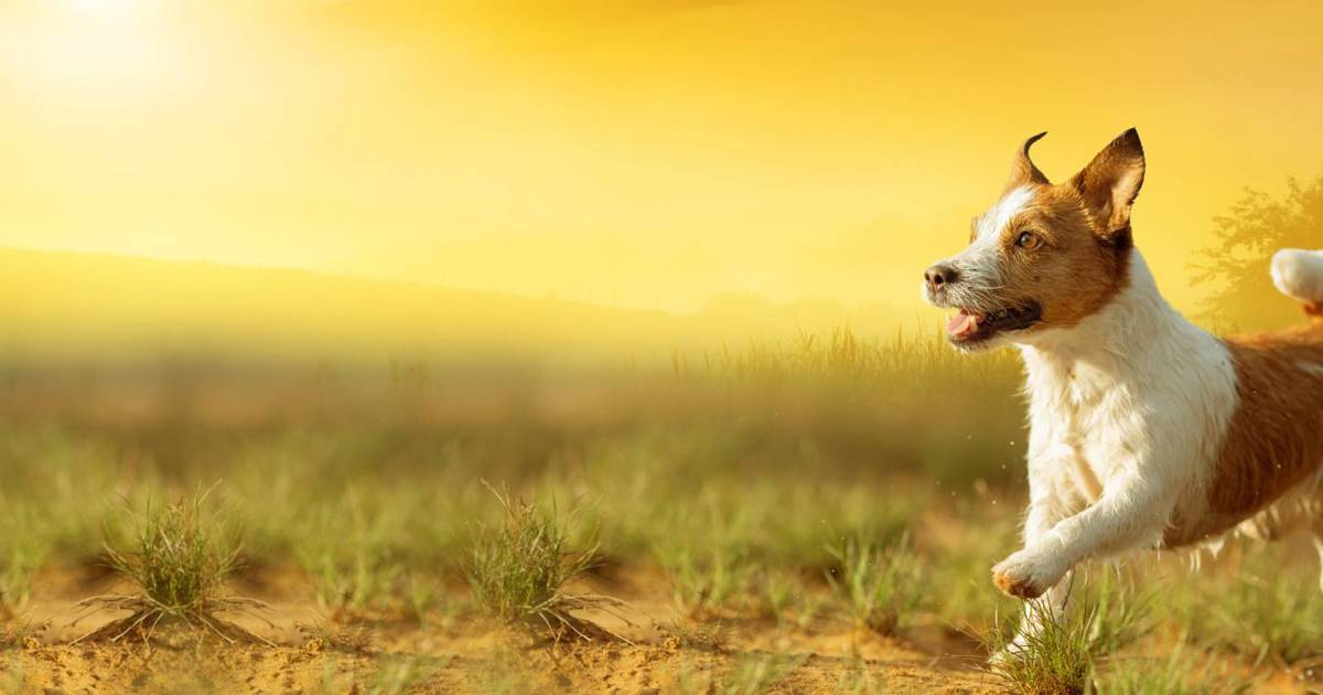 Safety Information: Air Dried Dog Food Oxygen Absorber - Black Hawk