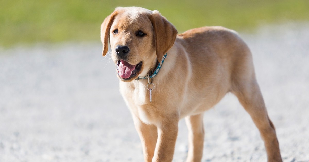 Dog Food Review - Black Hawk