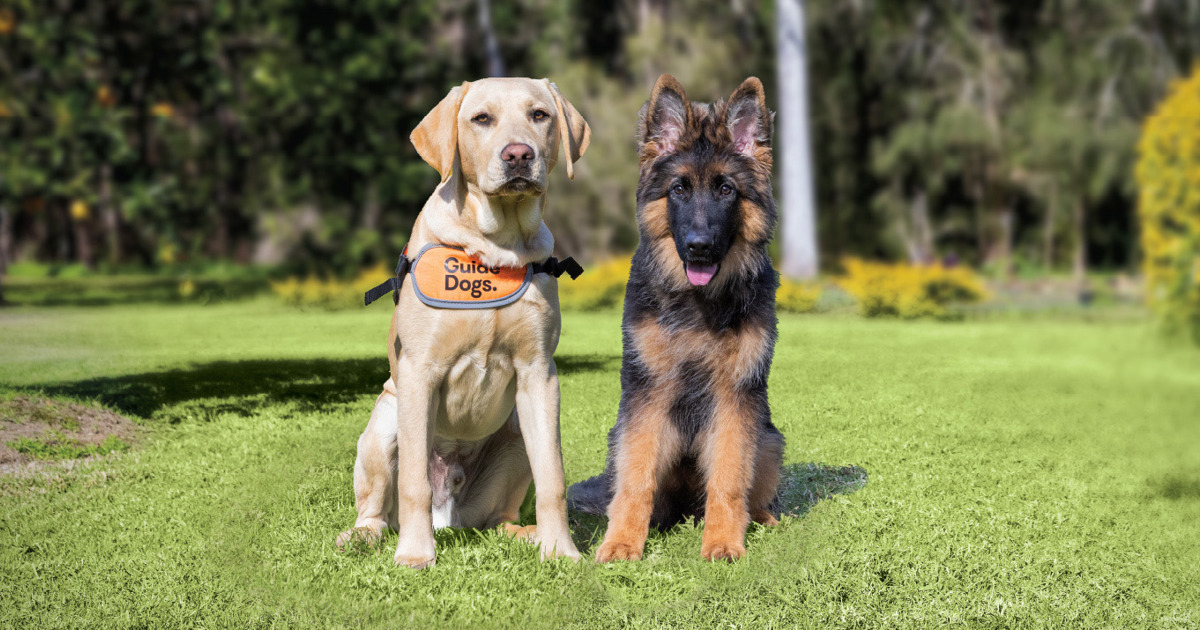 Proudly supporting Guide Dogs Australia - Black Hawk