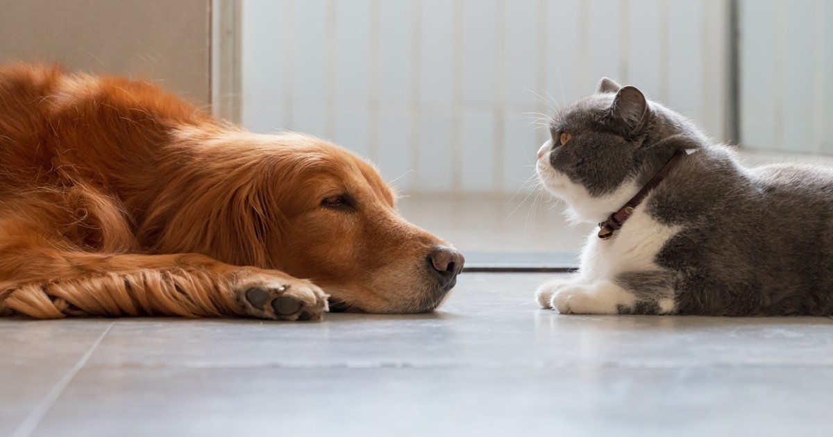 EBOS Competition - Black Hawk