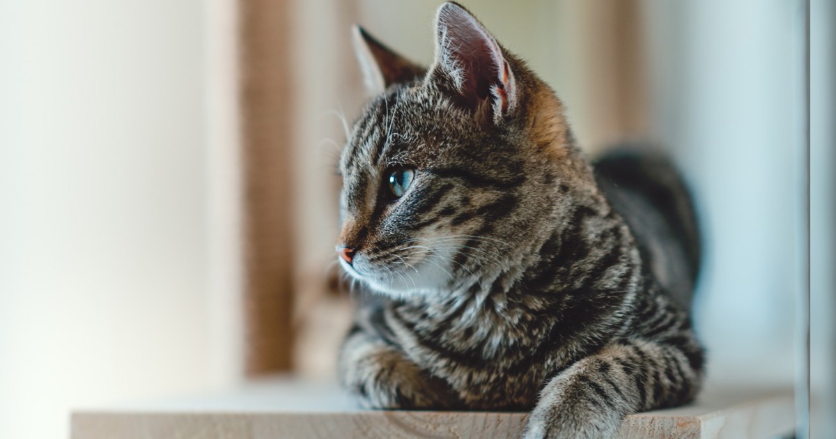 Natural Cat Food | Original Range | Black Hawk - Black Hawk