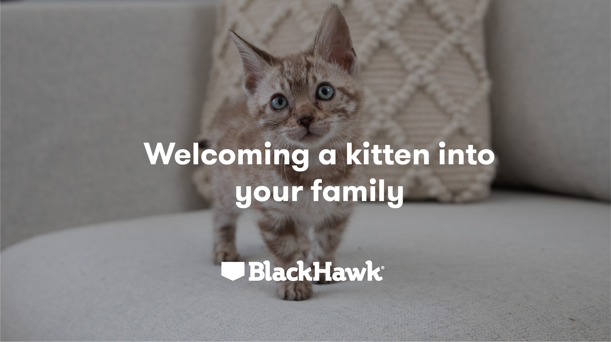 Ready to buy a kitten? | Black Hawk - Black Hawk