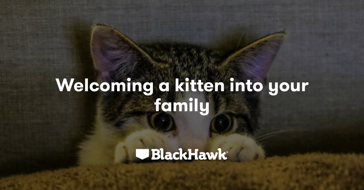 Ready to buy a kitten? | Black Hawk - Black Hawk