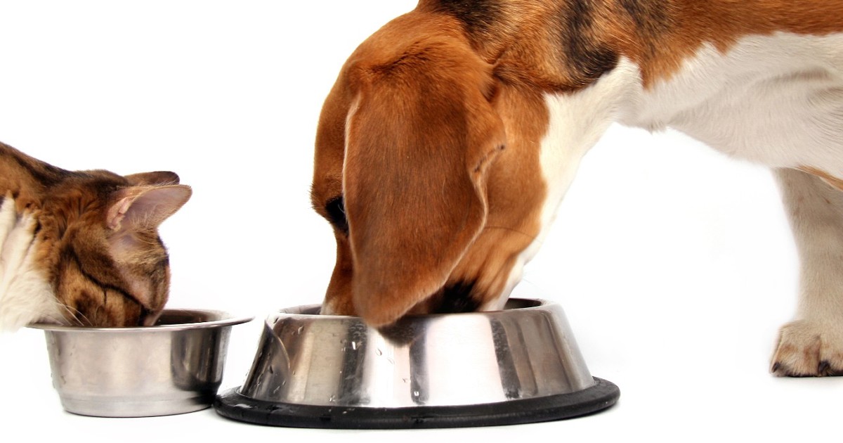 Request a Free Sample - Black Hawk