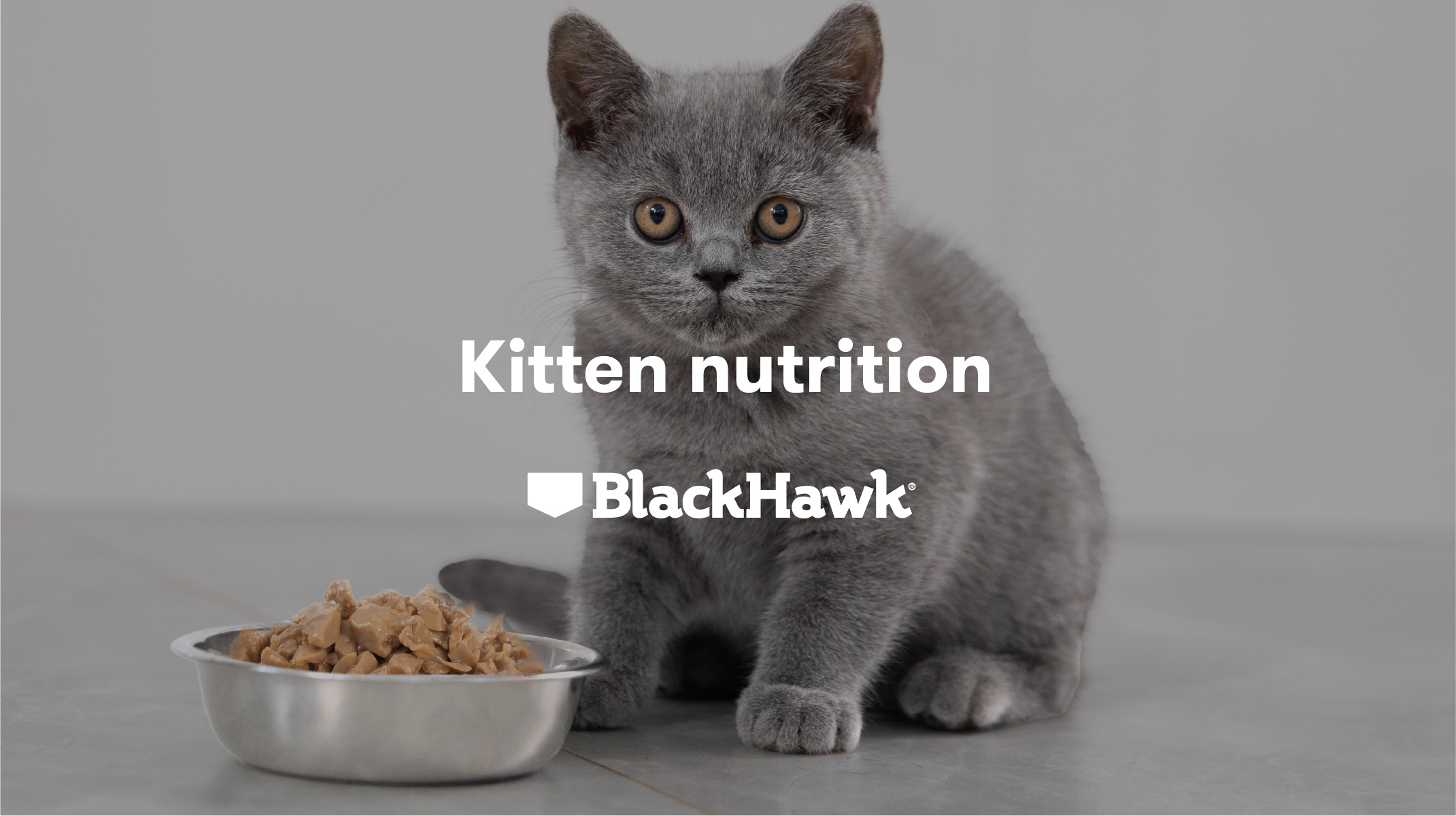 Kitten Nutrition - What does a Growing Kitten Need? - Black Hawk