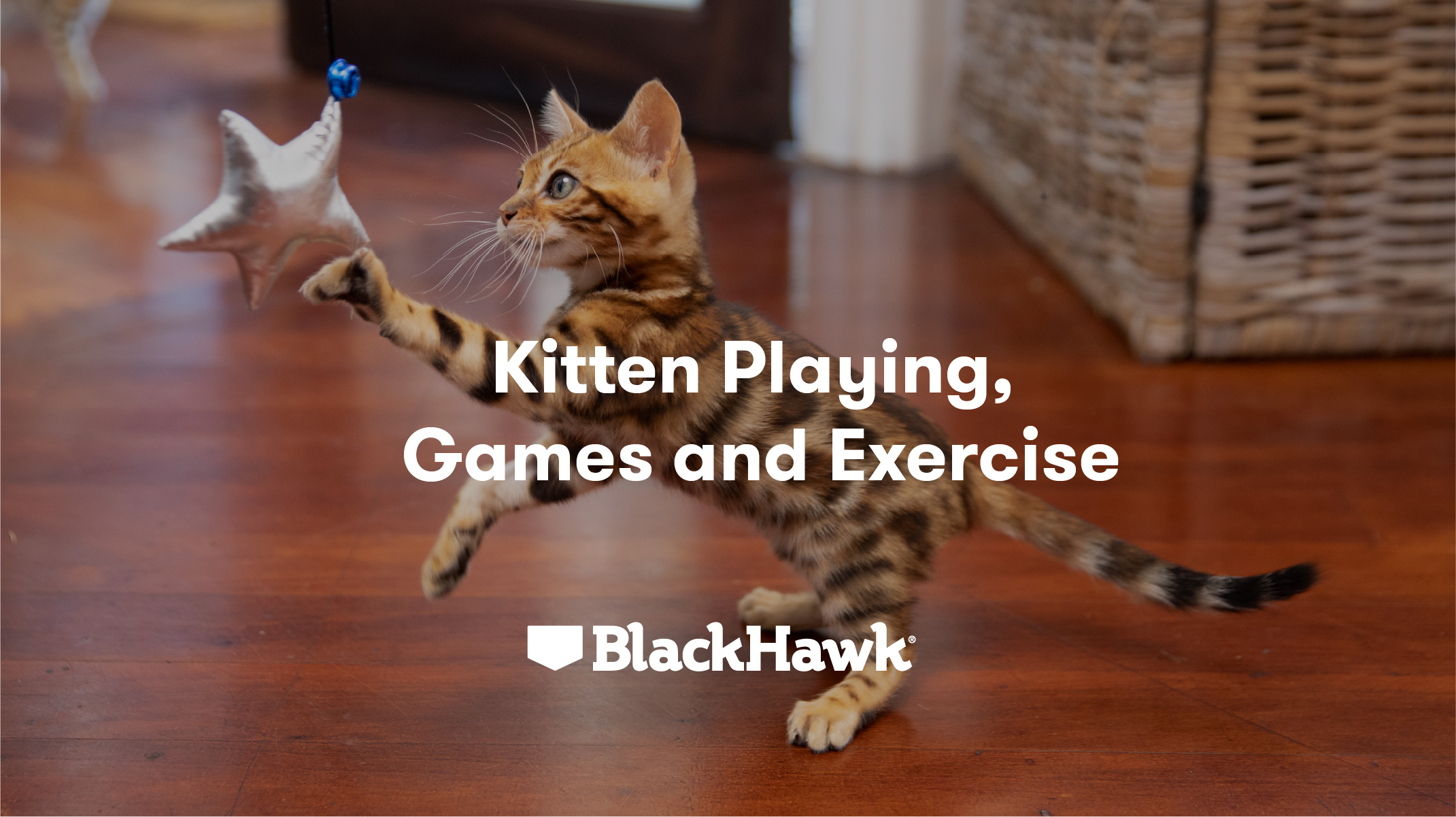 Kitten Playing, Games and Exercise | Black Hawk - Black Hawk